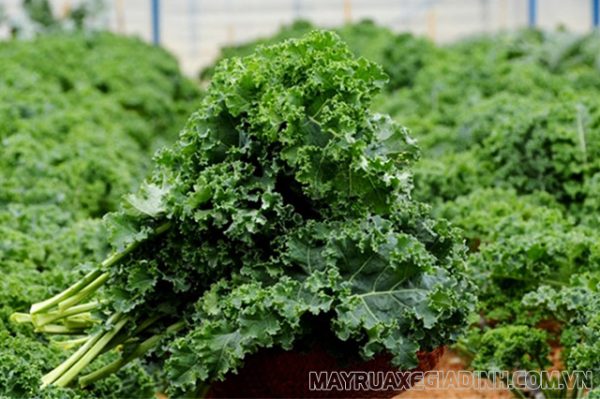 [1001+] Nấu món ăn từ rau cải Kale cực ngon - Lạ miệng